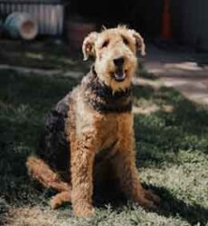 Airedale Terrier Grooming Tips and Haircut Styles